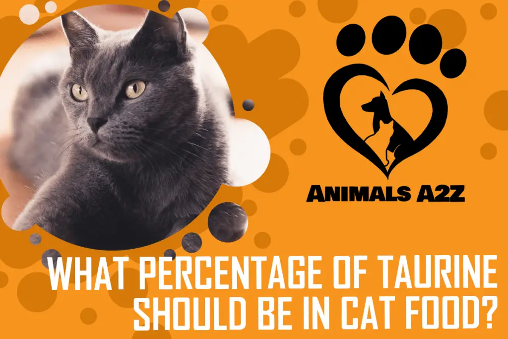 What Percentage of Taurine Should Be in Cat Food? [ Detailed Answer ]