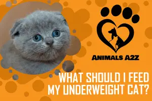 What Should I Feed My Underweight Cat? [ Detailed Answer ]