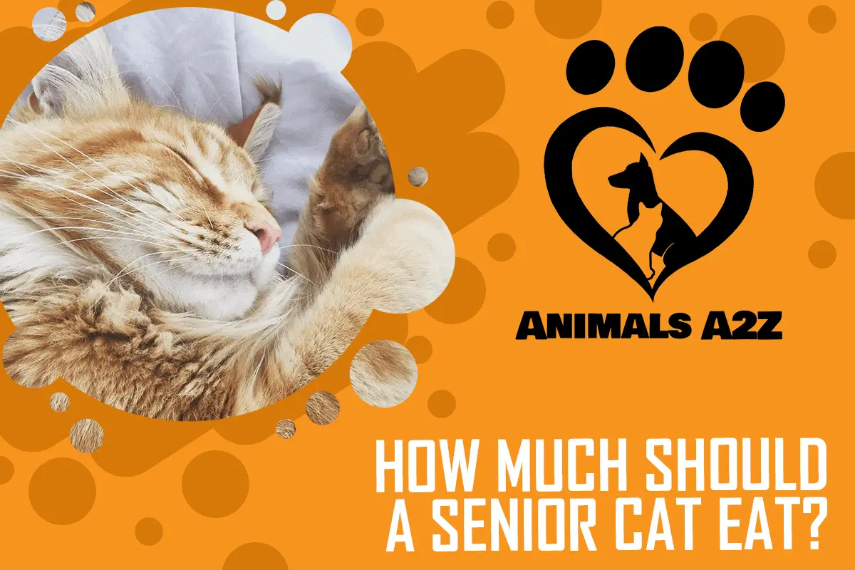 How Much Should A Senior Cat Eat Detailed Answer 