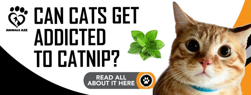 Can cats get addicted to catnip? [ detailed answer ]