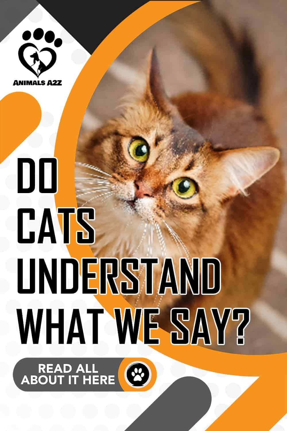 Do cats understand what we say? [ detailed answer ]