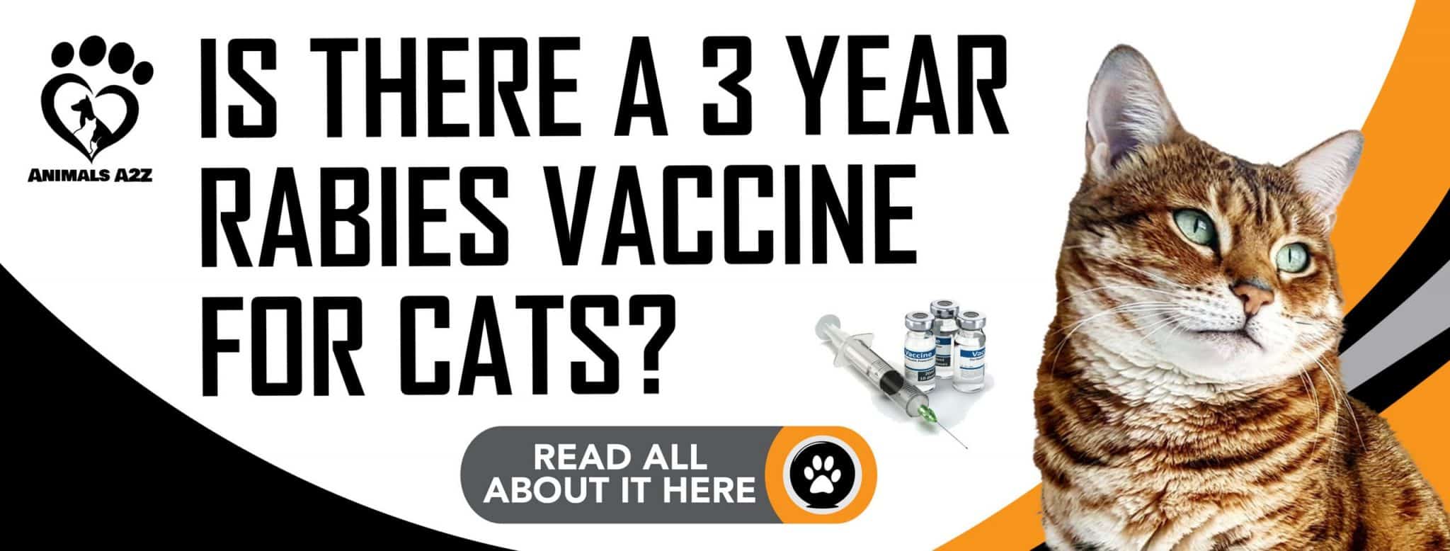 Is there a 3 year rabies vaccine for cats? [ detailed answer ]