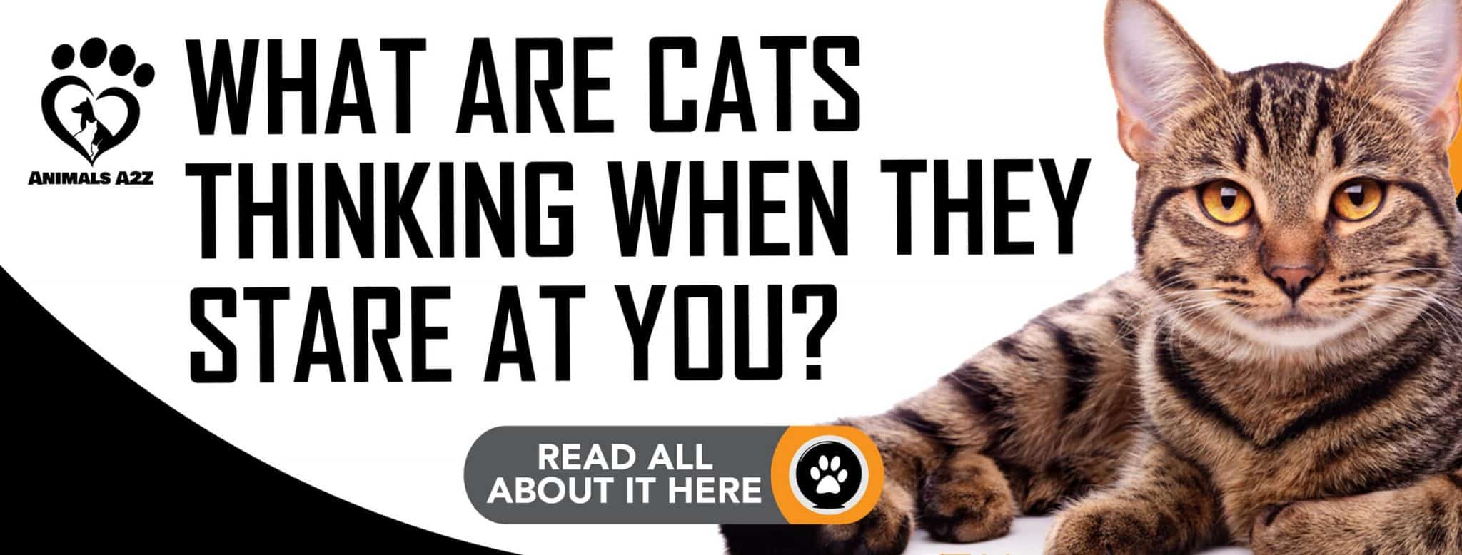 What are cats thinking when they stare at you? [ detailed answer ]