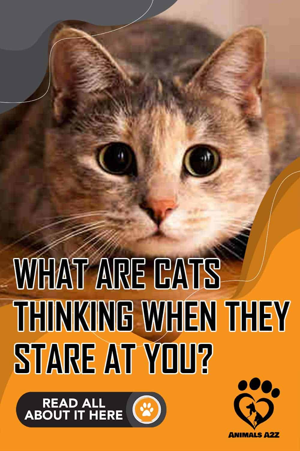 What are cats thinking when they stare at you? [ detailed answer ]