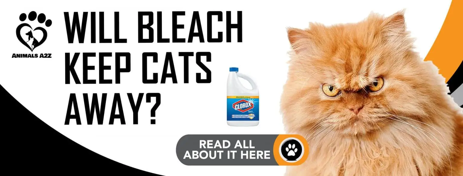 Will bleach keep cats away? [ detailed answer ]
