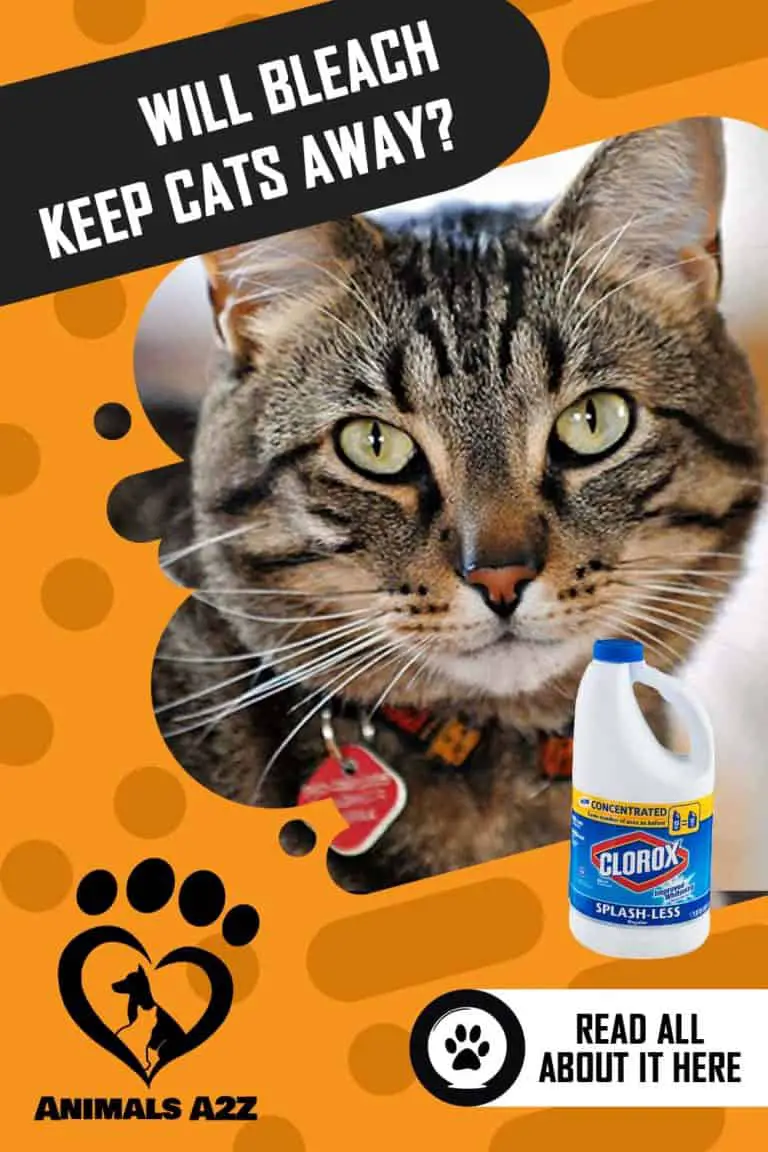 Will bleach keep cats away? [ detailed answer ]