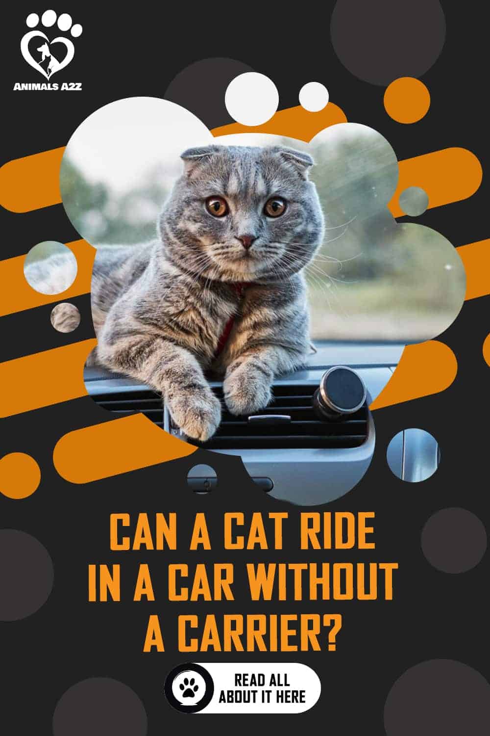 Can a cat ride in a car without a carrier? [ detailed answer ]