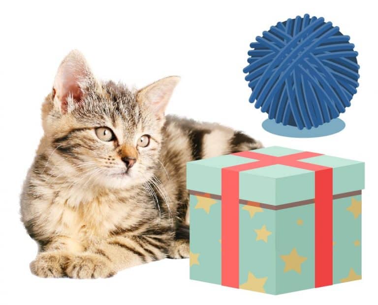 The best Christmas presents for your cat - AnimalsA2Z.com
