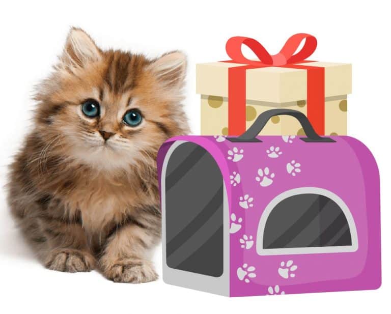 The best Christmas presents for your cat - AnimalsA2Z.com