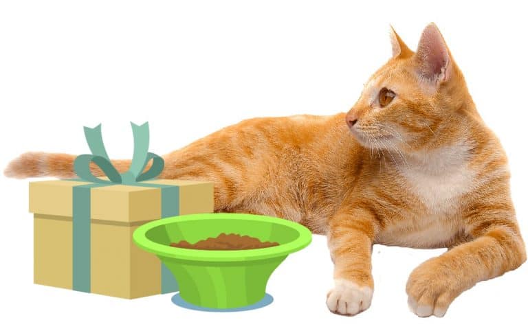 The best Christmas presents for your cat - AnimalsA2Z.com