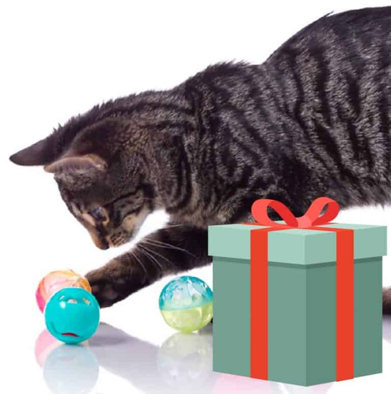 The best Christmas presents for your cat - AnimalsA2Z.com