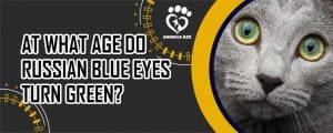 At what age do Russian Blue eyes turn green? [ Detailed Answer ]