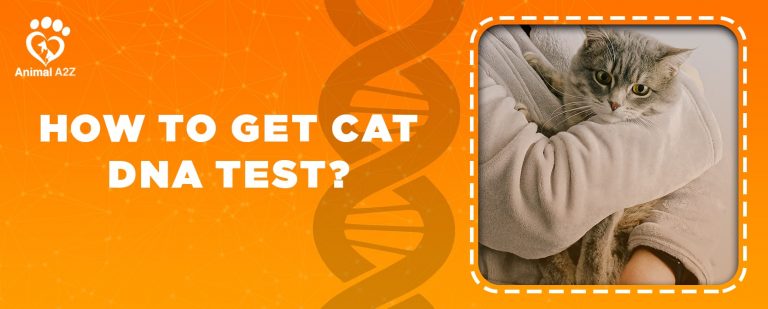 How to get a cat DNA test [ Detailed Answer ]