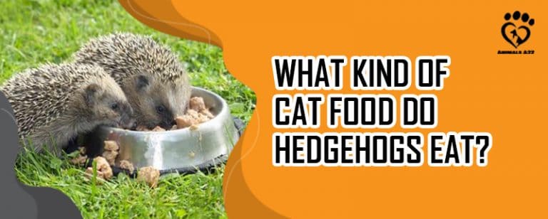 What kind of cat food do hedgehogs eat? [ Detailed Answer ]