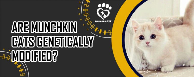 ¿Los gatos Munchkin están modificados genéticamente? [Respuesta detallada]