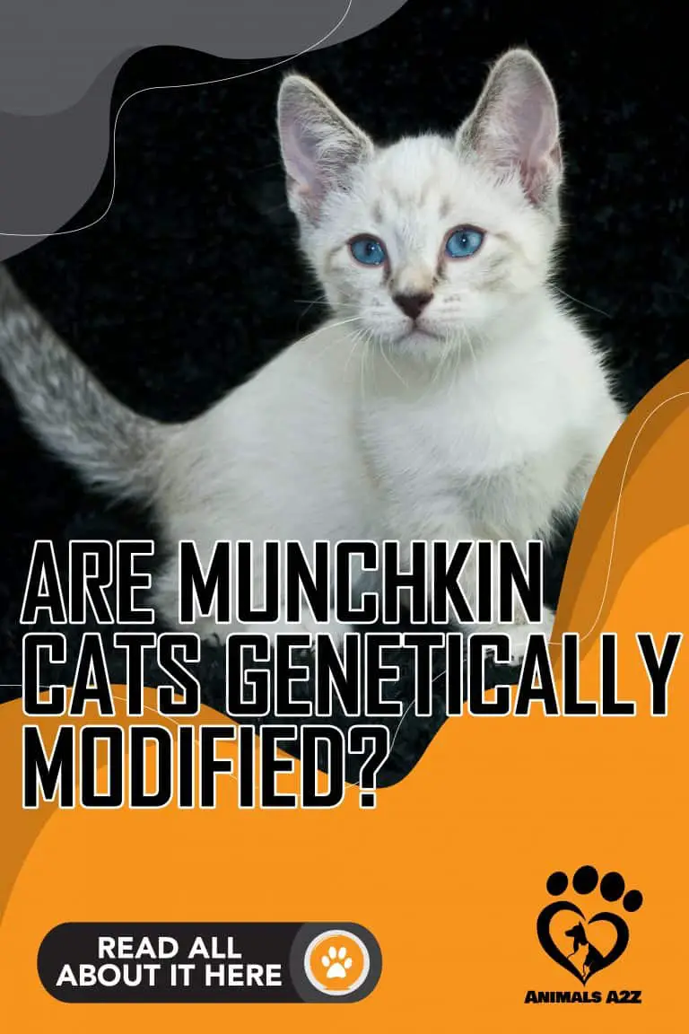 Are Munchkin cats genetically modified? [ Detailed Answer ]