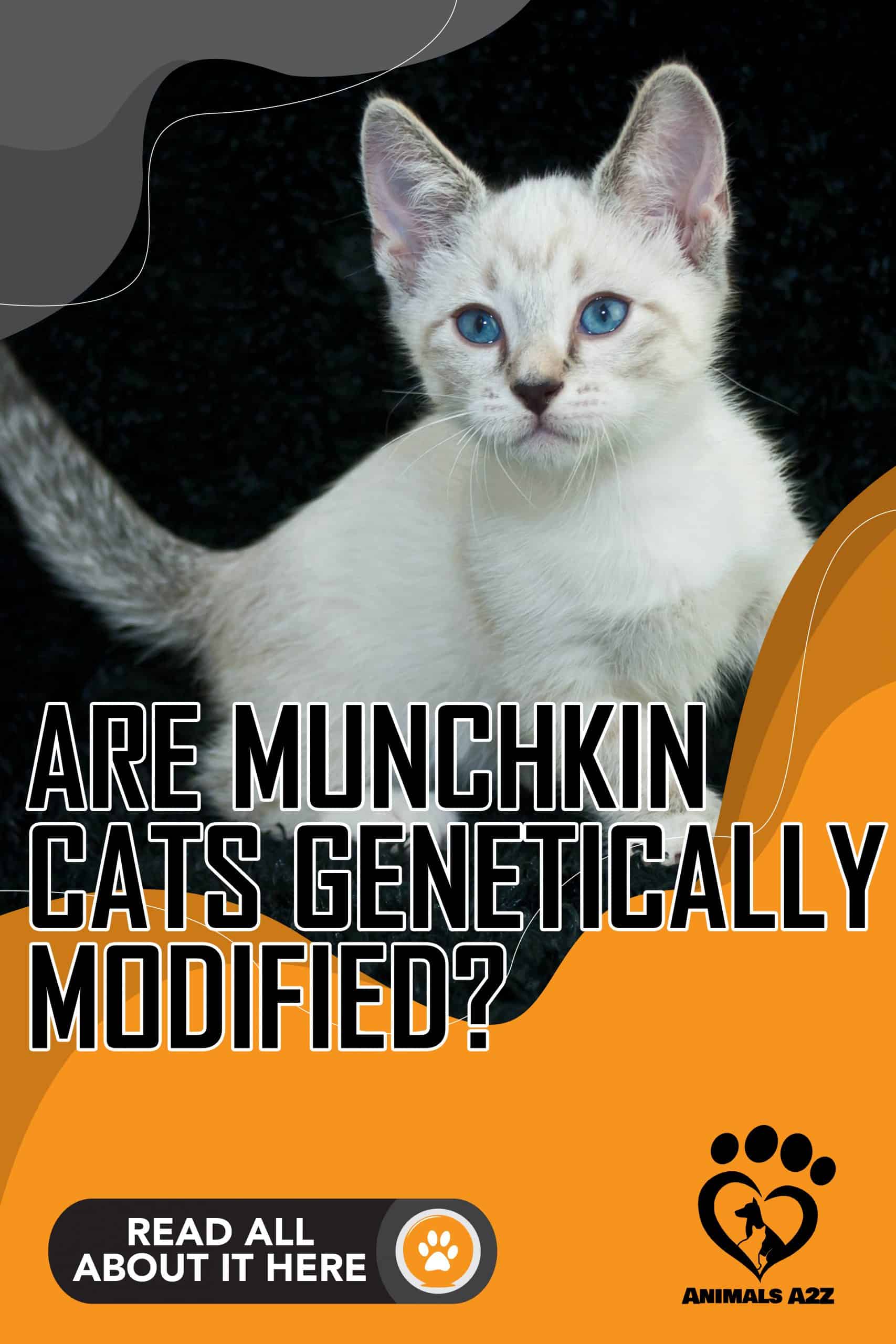 ¿Los gatos Munchkin están modificados genéticamente? [Respuesta detallada]
